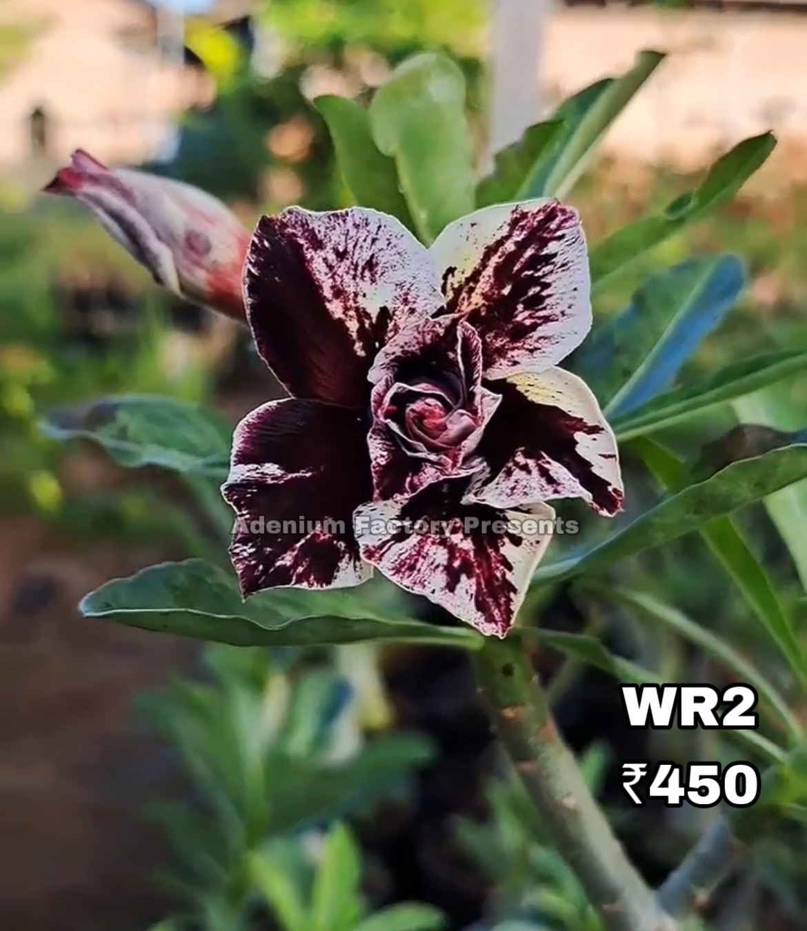 ADENIUM GRAFTED PLANT #WR2 – Adenium Factory