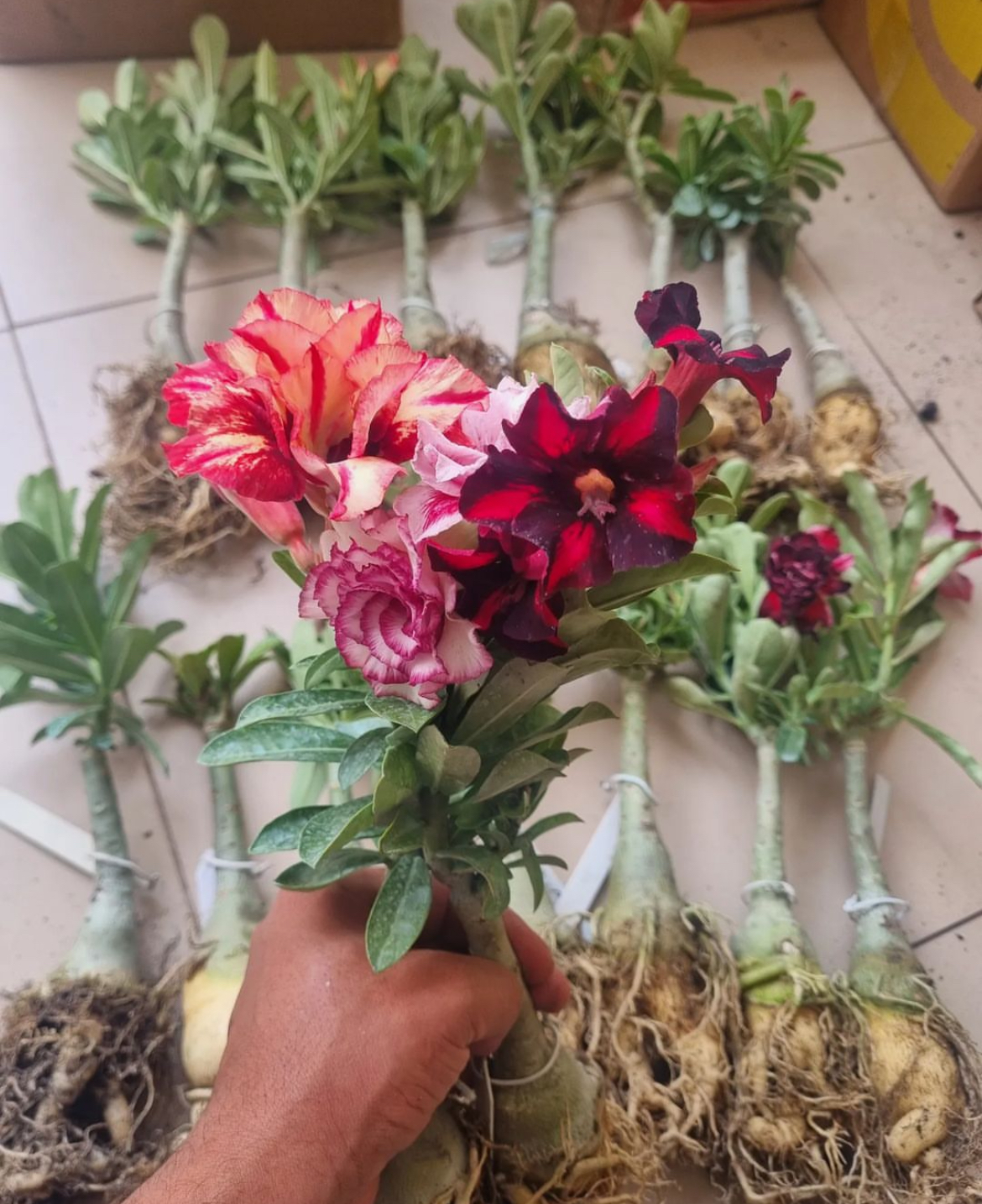 #AF37 ADENIUM PLANT - Adenium Factory
