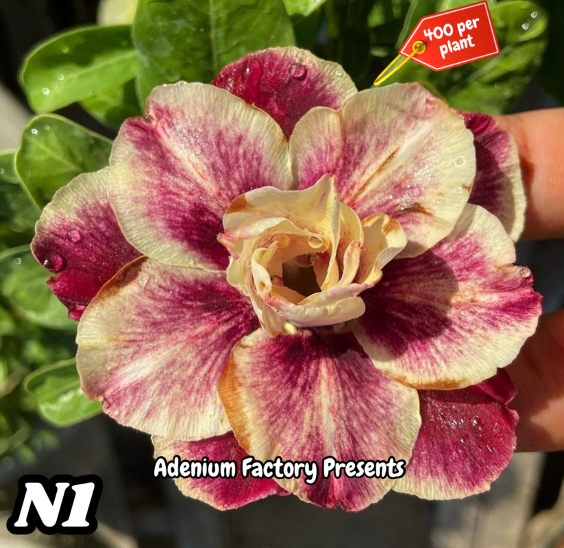 ADENIUM GRAFTED PLANT #N1 - Adenium Factory
