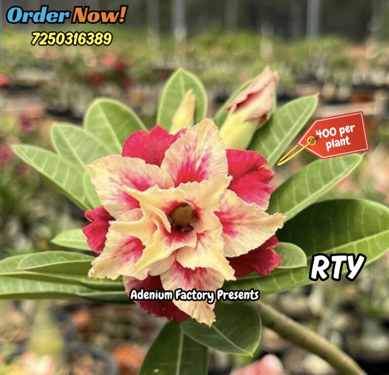 ADENIUM GRAFTED PLANT #RTY – Adenium Factory