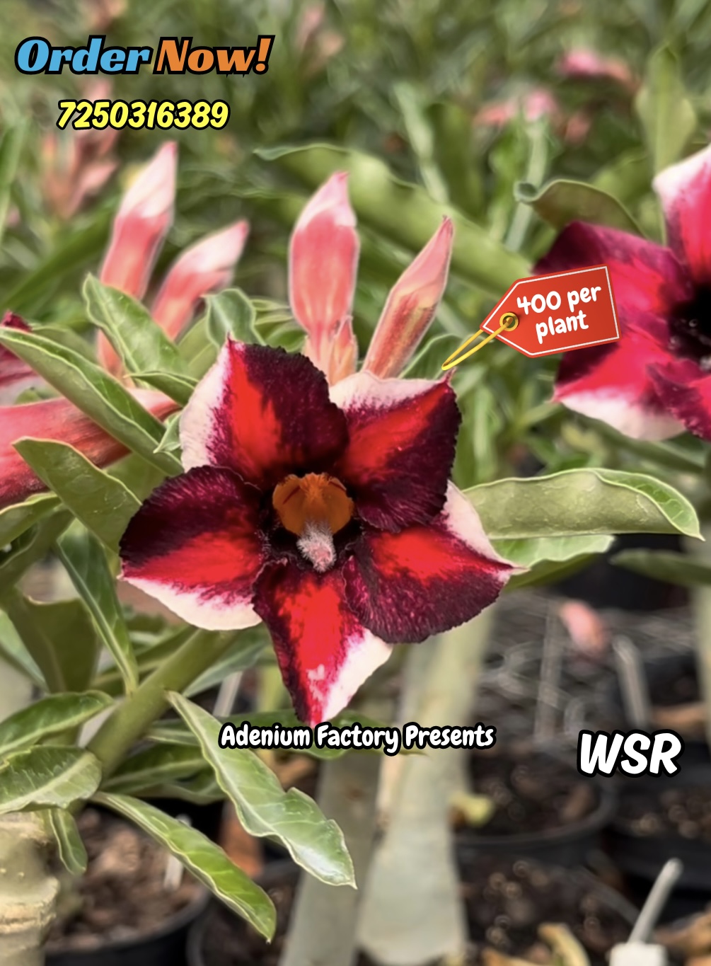 ADENIUM GRAFTED PLANT #WSR - Adenium Factory