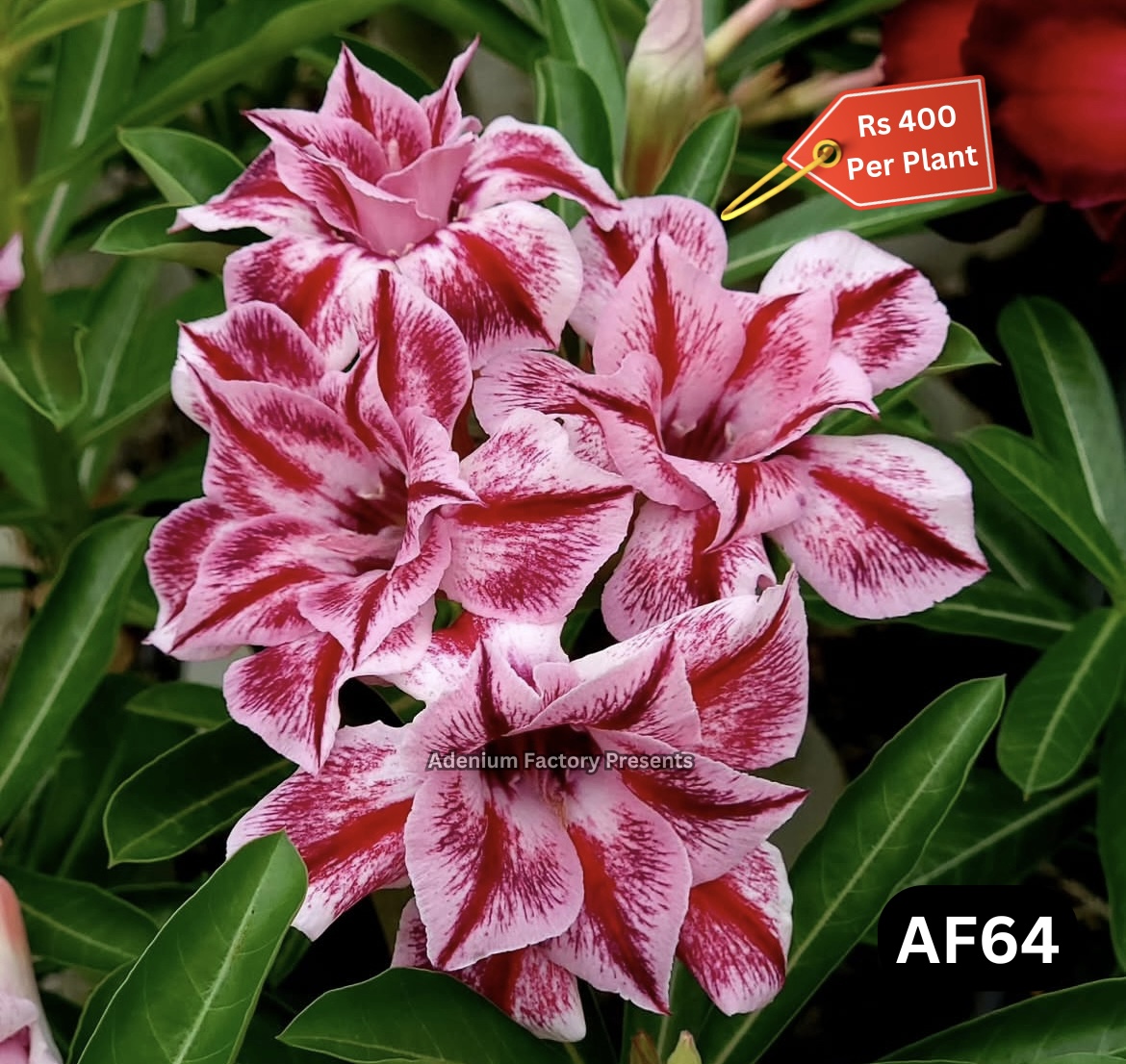 #AF64 ADENIUM PLANT - Adenium Factory